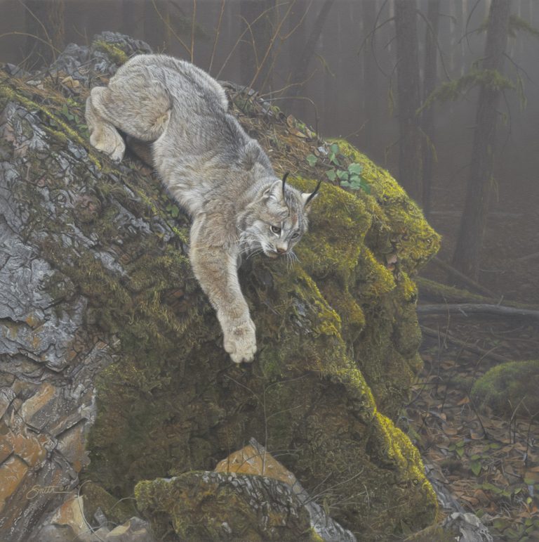 Deep Forest Descent | Daniel Smith Wildlife