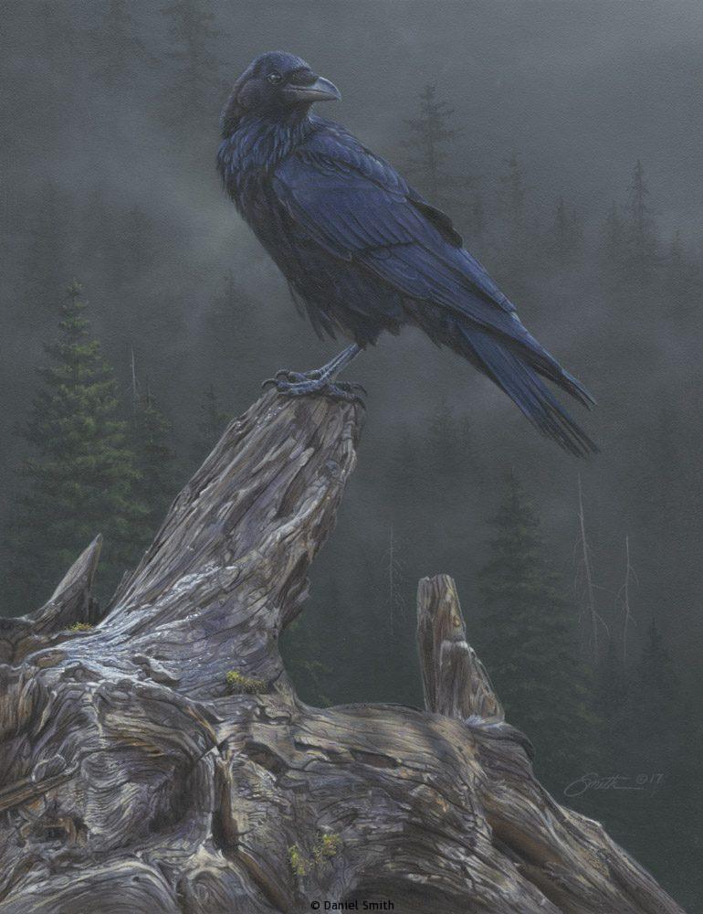 Raven’s Roost | Daniel Smith Wildlife
