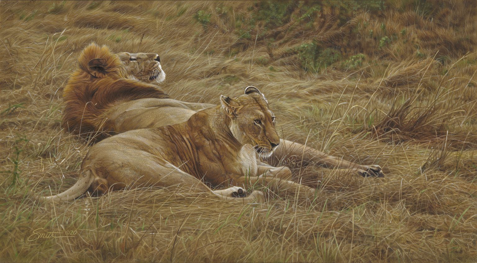 Original Paintings by Daniel Smith Wildlife Artist | Daniel Smith Wildlife