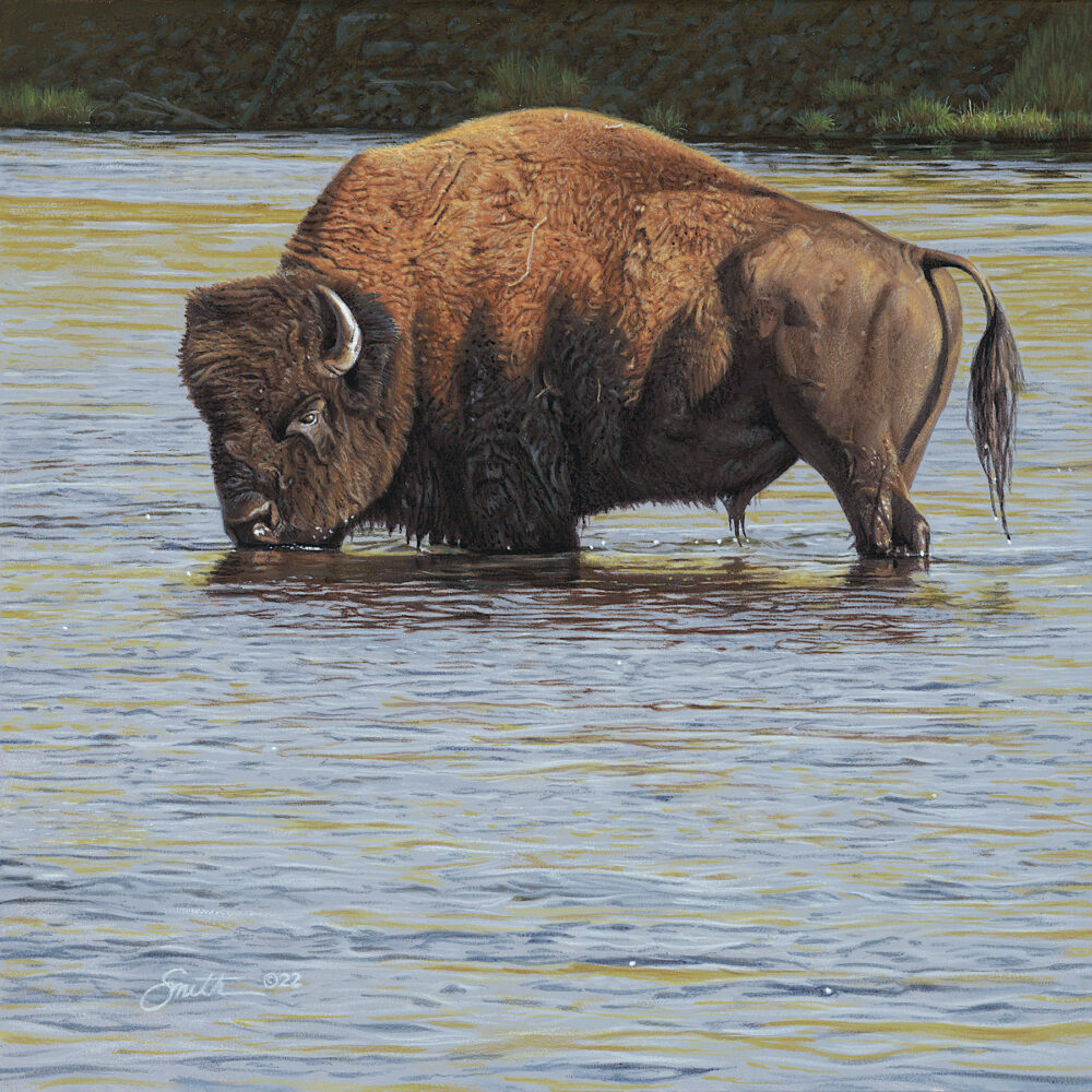 The Official Website Of Wildlife Artist And African Animal Painter Dan